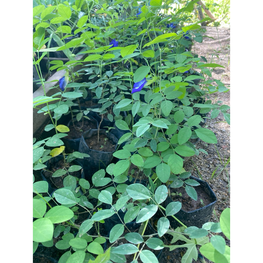POKOK BUNGA TELANG DALAM POLIBEG | Shopee Malaysia