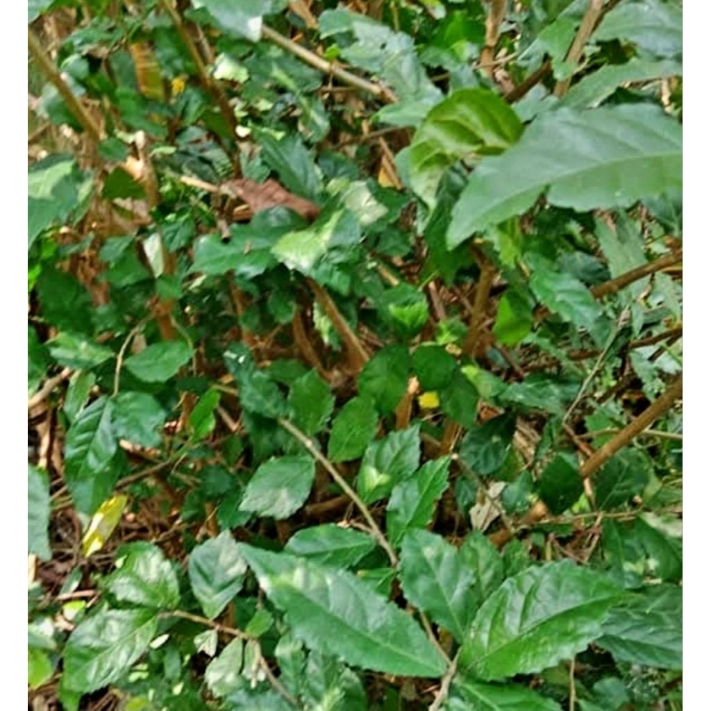 Keratan batang pokok kesinai / sinai liar 5 batang | Shopee Malaysia