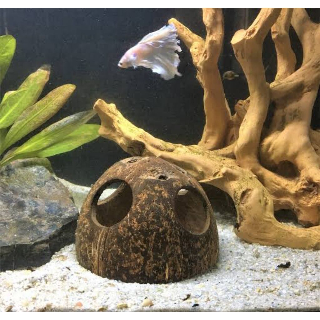 Coconut Shell Fish Cave Hut for (NOT POLISHED )Betta fish/ Shrimp ...