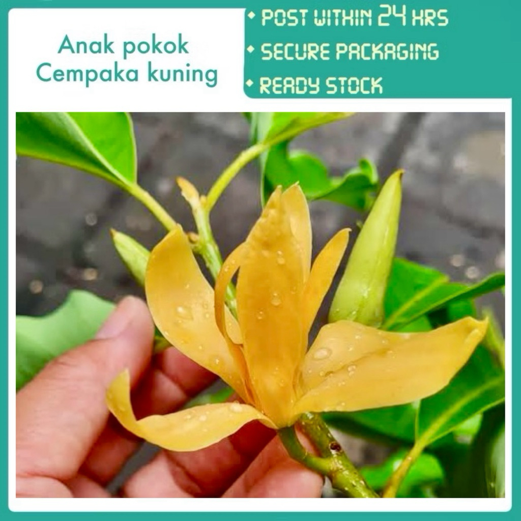 PBN - anak pokok cempaka kuning - flower wangi fragrant champak ...