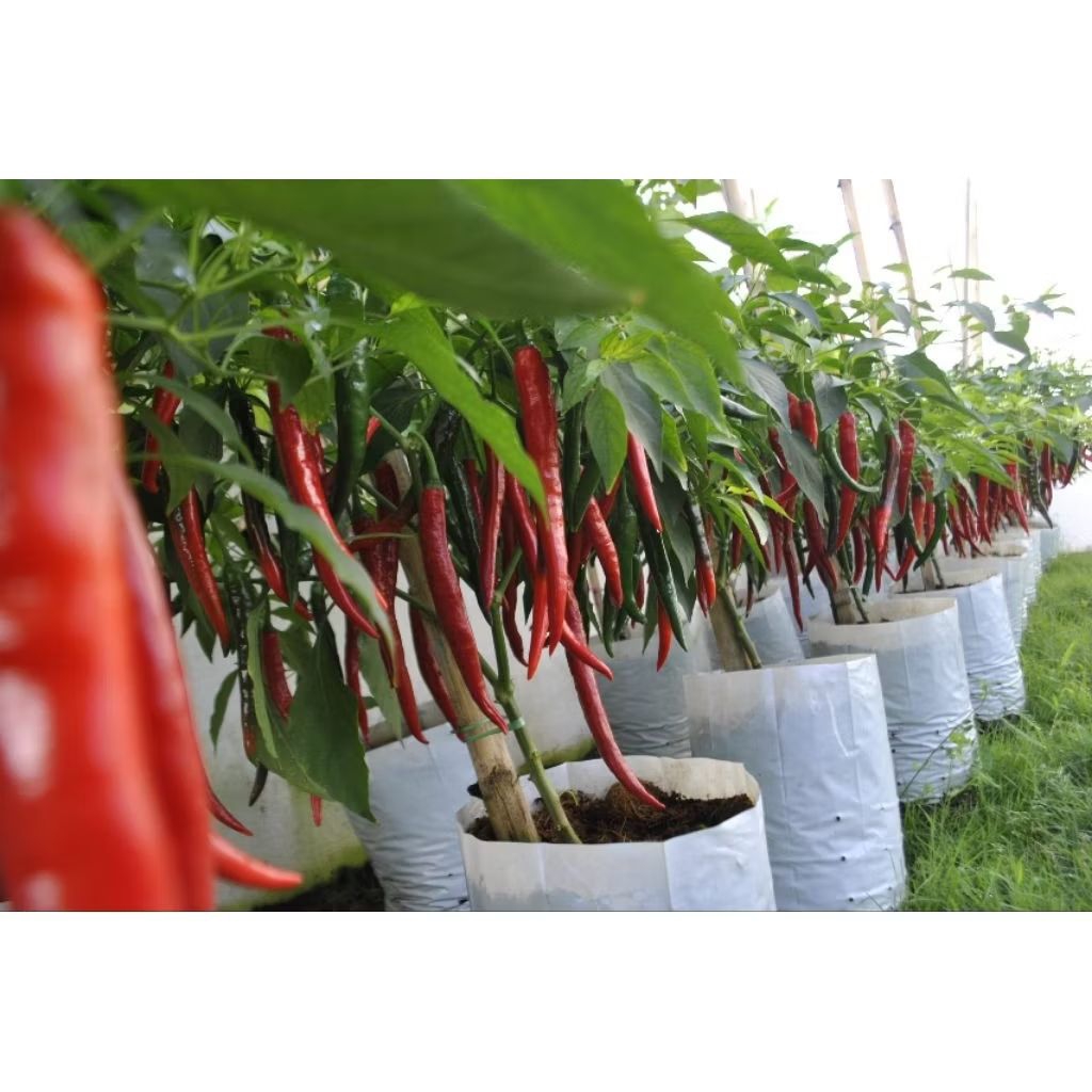 Cili Besar Buah Lebat ( 30 Biji Benih ) | Shopee Malaysia
