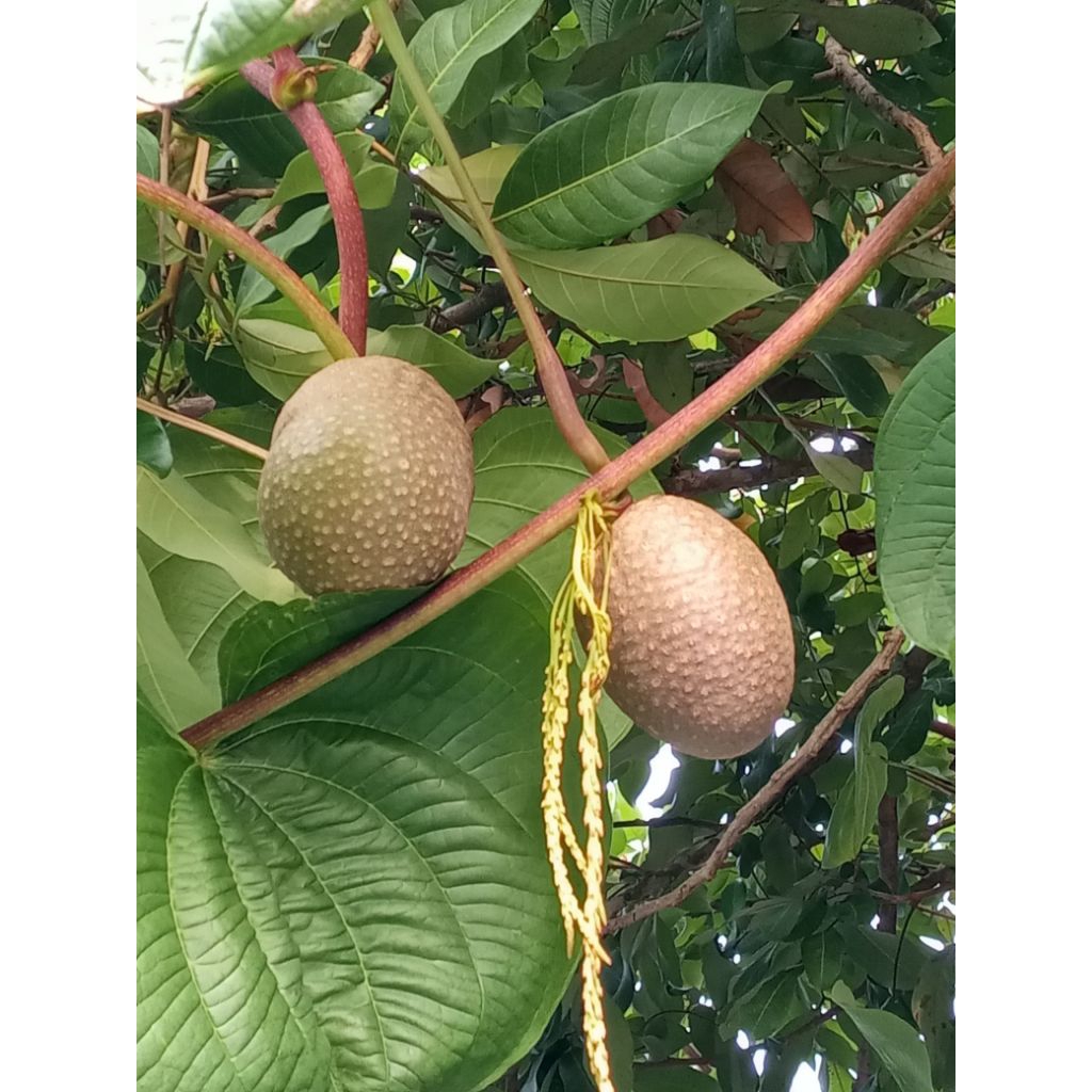 kentang angin, ubi tum, ubi sentul, ubi katak, buah barah dan buah ...