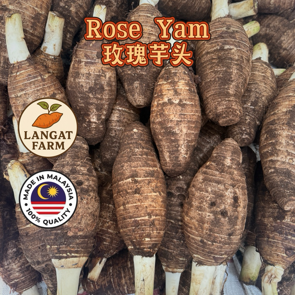 Langat Farm Fresh Pick Local Ubi Keladi Mawar Soft & Lemak Rose Yam ...