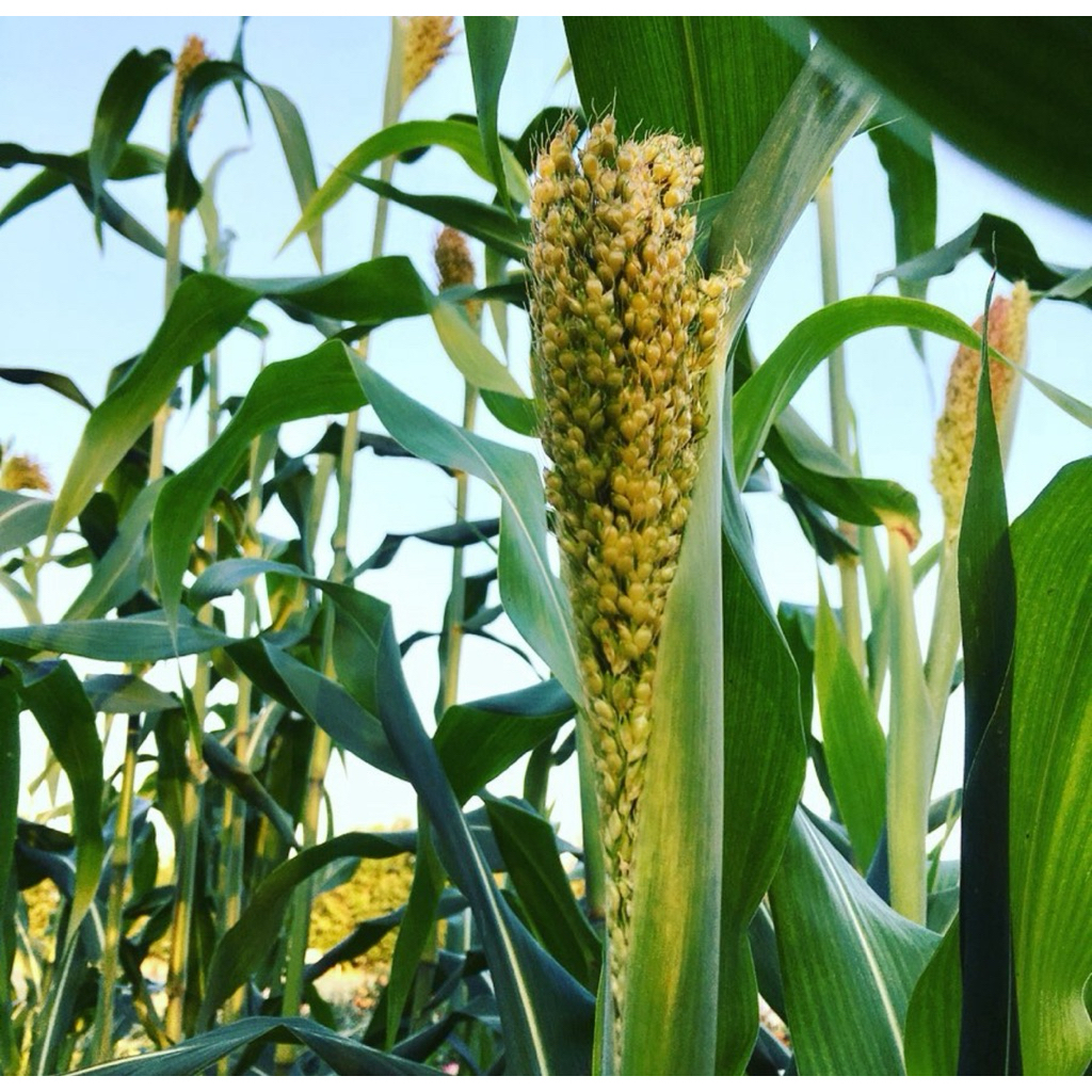 1KG Biji Benih Napier SEEDS SEF Millet Sorghum Putih Tanaman Bijirin ...