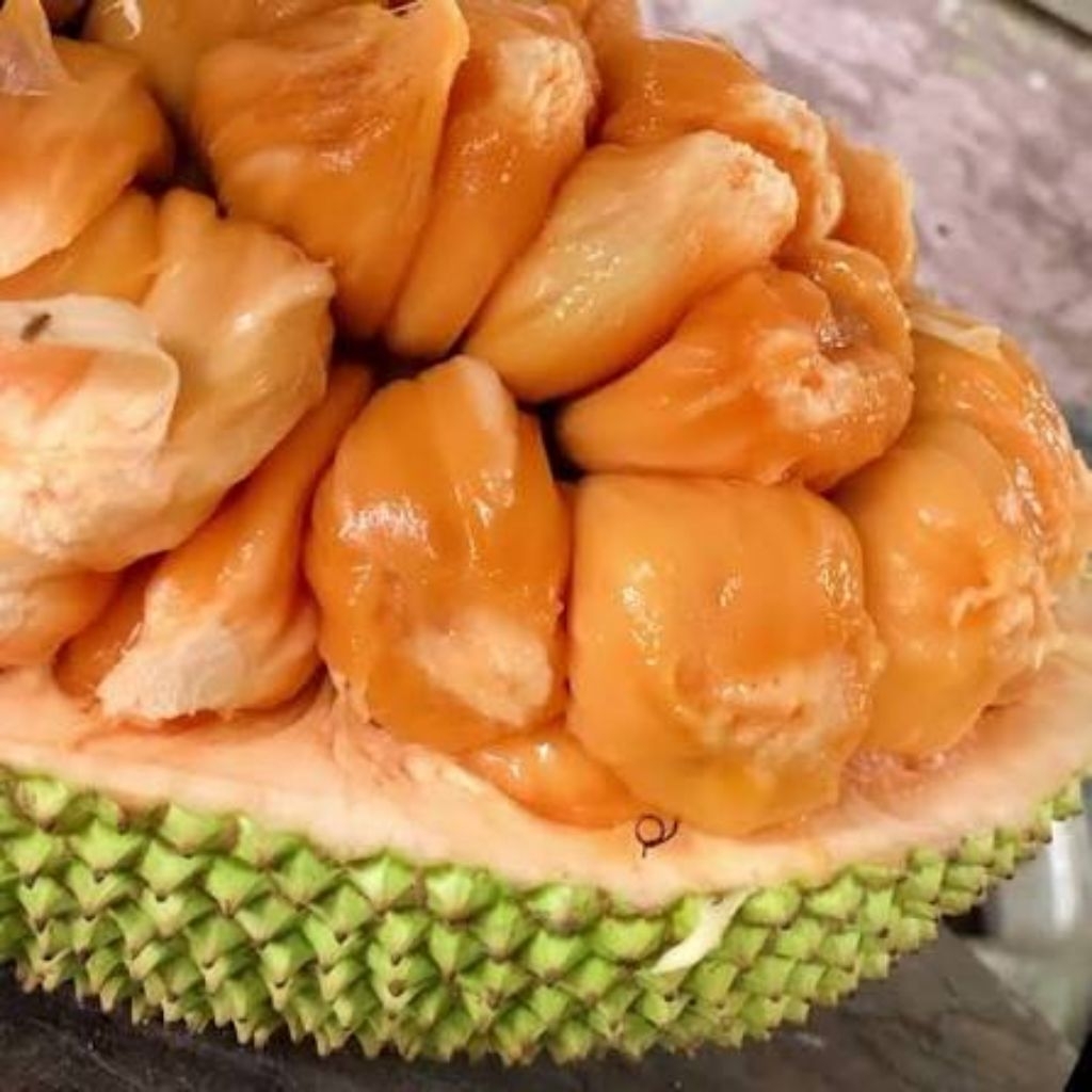 ANAK POKOK CEMPEDAK KING ULAS BESAR, POKOK STABIL TINGGI HAMPIR SEKAKI ...