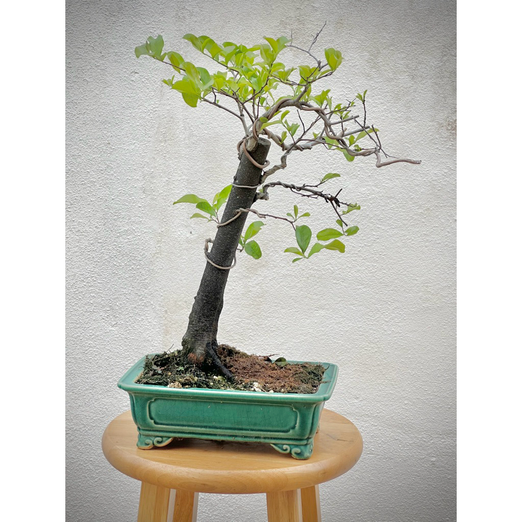Maba kayu hitam bonsai 象牙树 | Shopee Malaysia