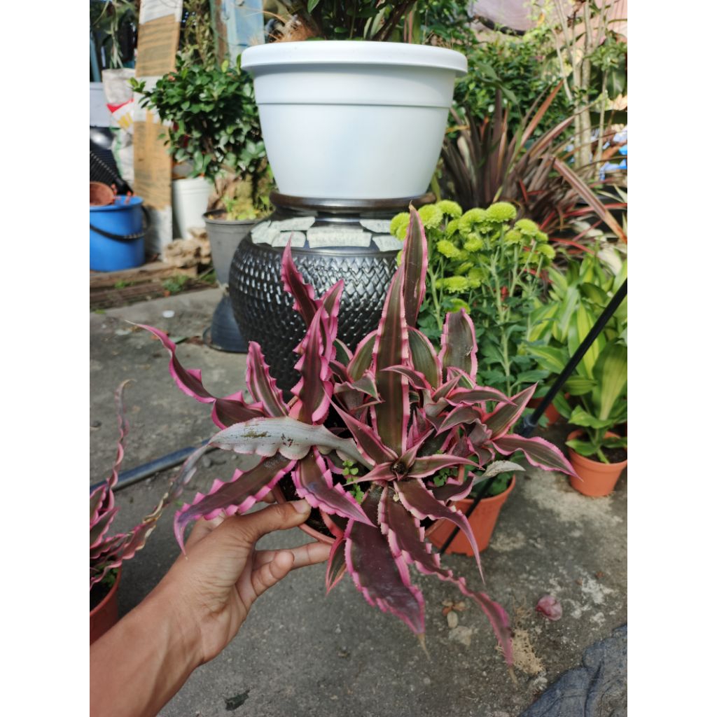 🌷OUTDOOR🌷CRYPTANTHUS/EARTH STAR/REAL LIVE PLANT | Shopee Malaysia