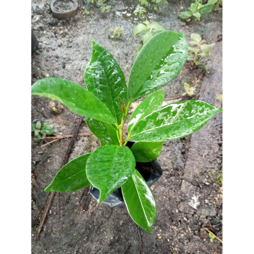 anak pokok ficus microcarpa / Chinese banyan /Indian laurel fig ...