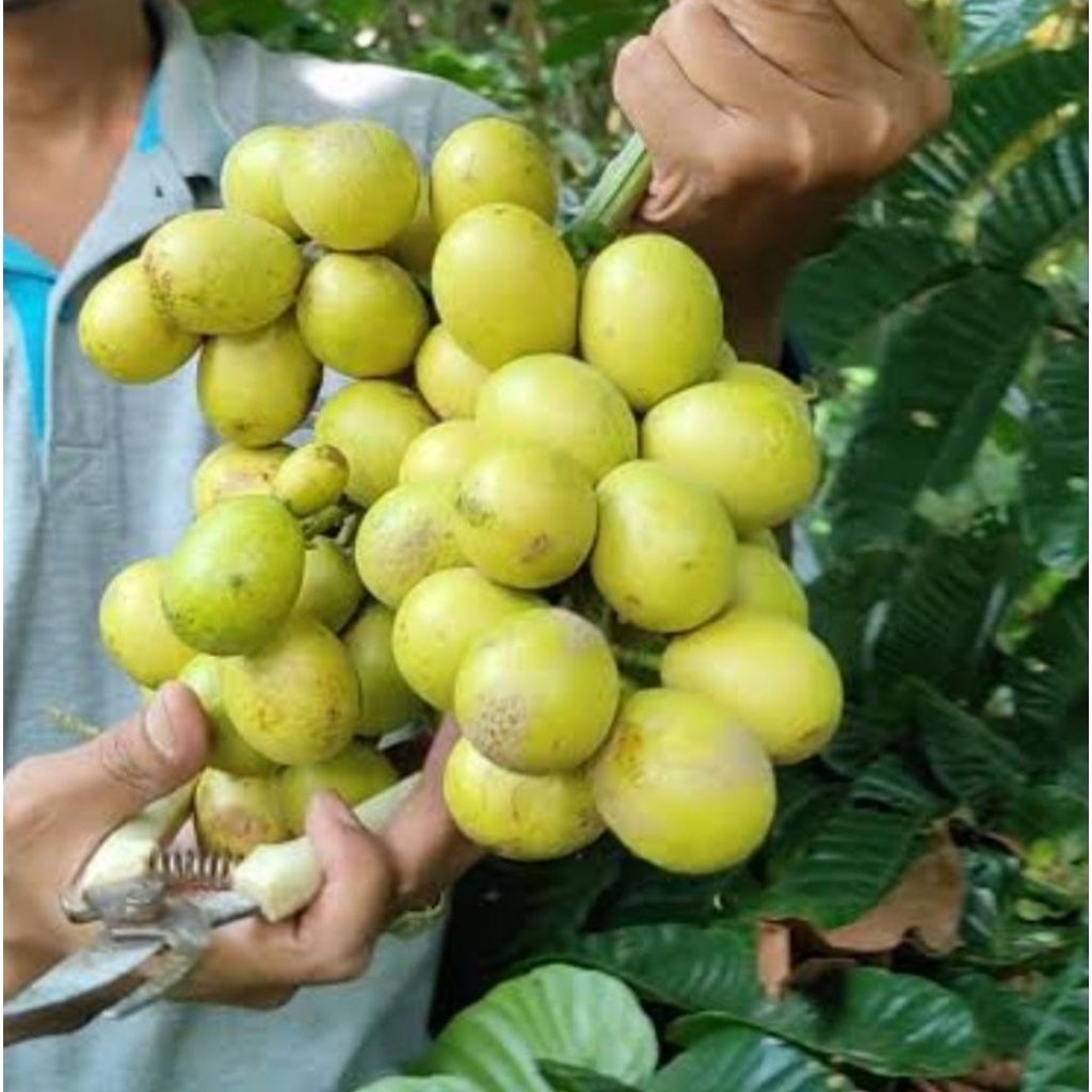 longan brazil Malaysia, Best Deals May 2026 | Shopee Malaysia