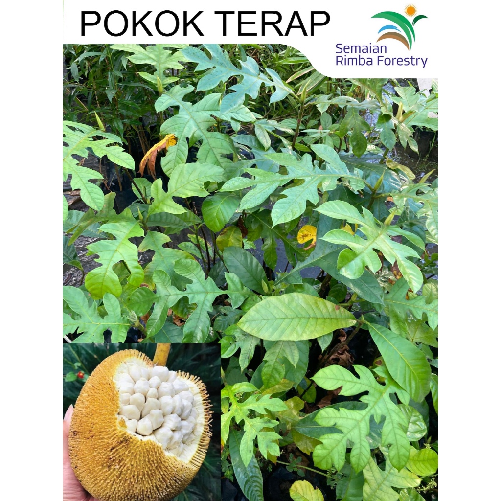 Anak Pokok Terap | Artocarpus odoratissimus (Buah-Buahan Nadir Tempatan ...