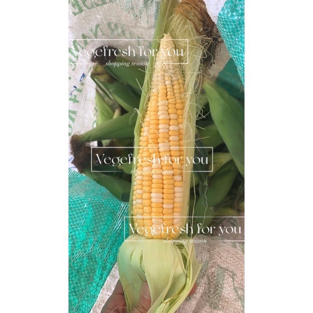 SPECIAL OFFER! 100% Cameron Sweet Corn buy 12pcs at RM23.50 | Shopee ...