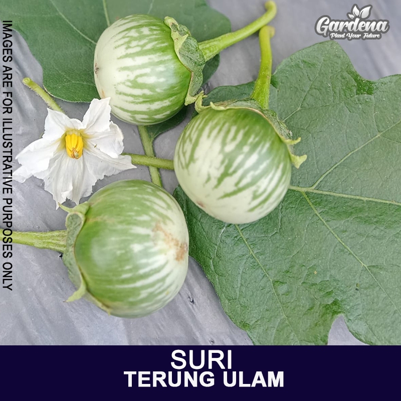 BIJI BENIH TERUNG ULAM 127 PACK 5 GRAM ANGGARAN 1500 SEED | Shopee Malaysia