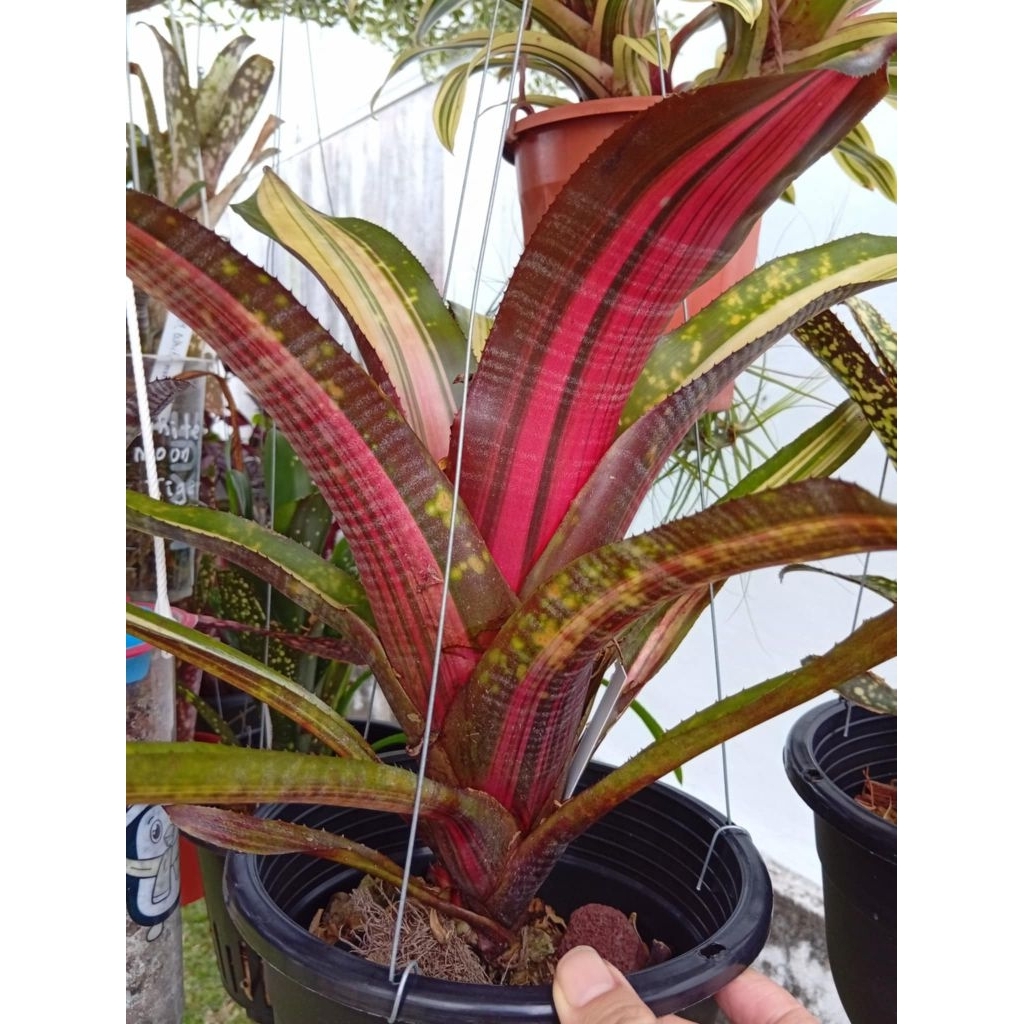 Billbergia Allan Ladd 🔥🔥🔥 | Shopee Malaysia