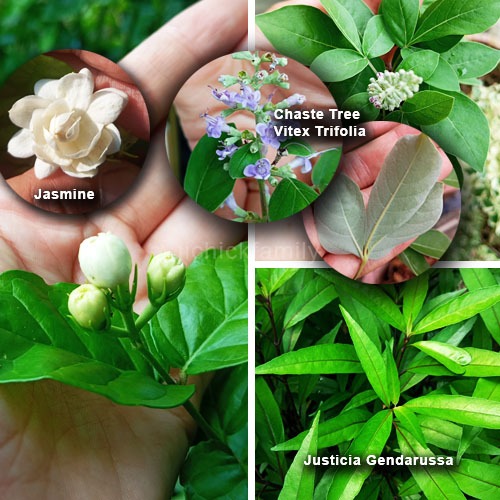 Anak pokok/ Bunga Melur Jasmine/ Justicia Gendarussa/ Chaste Tree Vitex ...