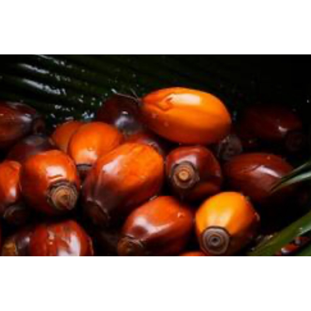 Fresh palm oil seed 500g | Shopee Malaysia