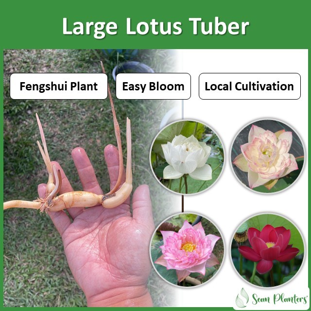 Sean Planters’ Large Lotus Live Plant Tuber Lotus Flower 大型荷花莲花蓮花种藕藕根 ...