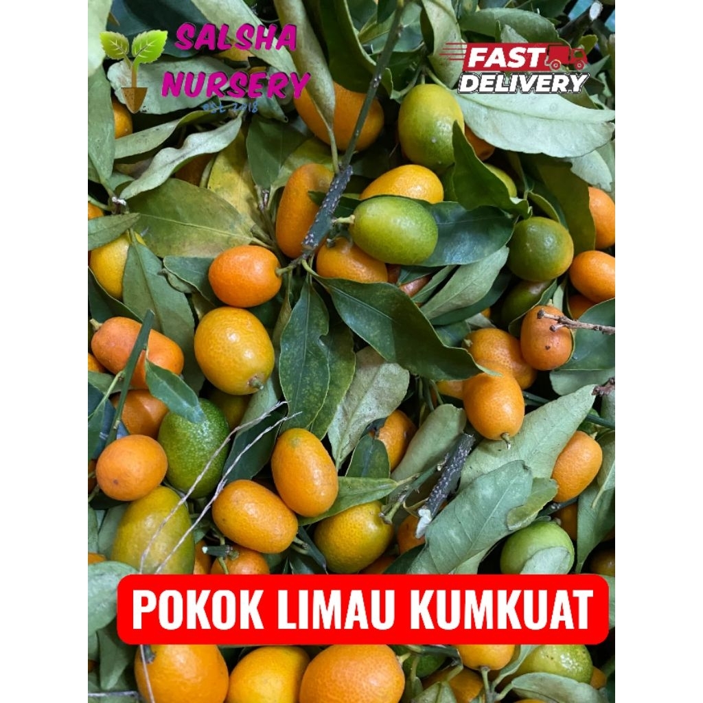 Pokok LIMAU KUMKUAT | pokok limau Kumquat | Shopee Malaysia