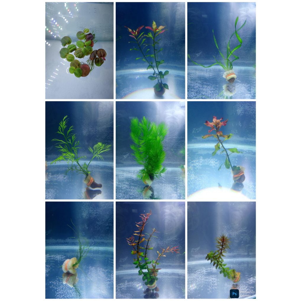 Pokok Air Aquascape Water Aquatic Plant Aquarium | Shopee Malaysia