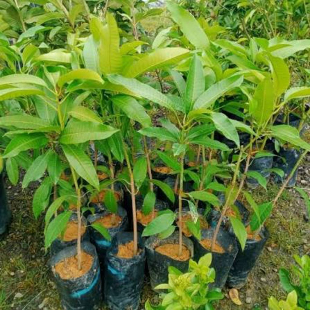 Anak Pokok Kuini Kawin(Anak Pokok) | Shopee Malaysia