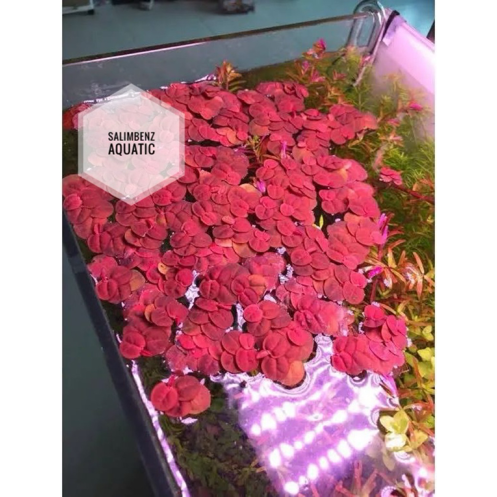 buy7free3 Red Root Floater (Kiambang Akar Merah) 红毛丹 - aquarium aqua ...