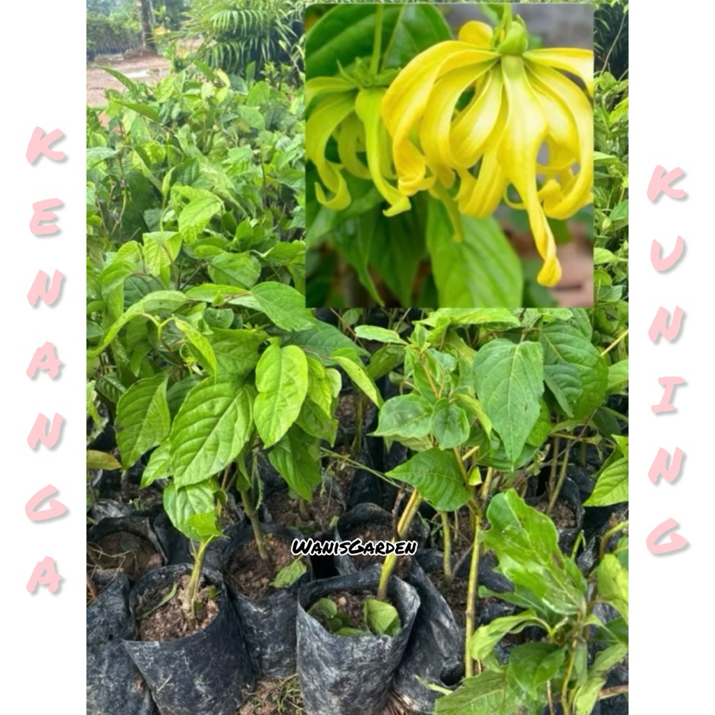 pokok bunga kenanga kuning harum wangi | Shopee Malaysia