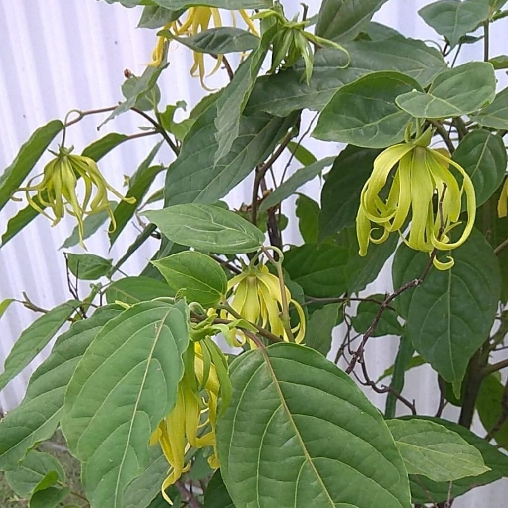 POKOK BUNGA KENANGA BUNGA WANGI READY STOCK MURAH | Shopee Malaysia