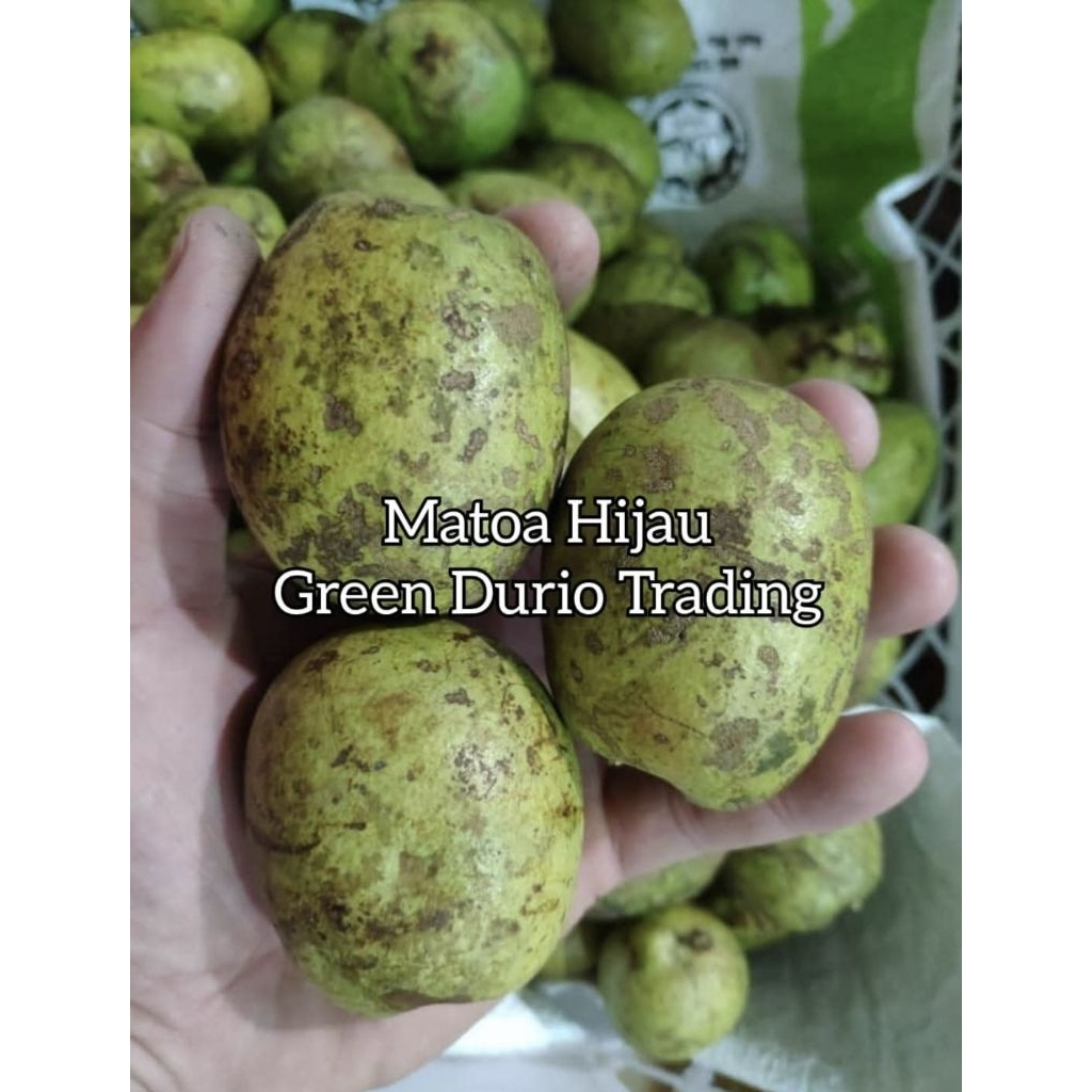 POKOK MATOA HIJAU - LONGAN BRAZIL HIJAU - GREEN MATOA BUAH BESAR ...