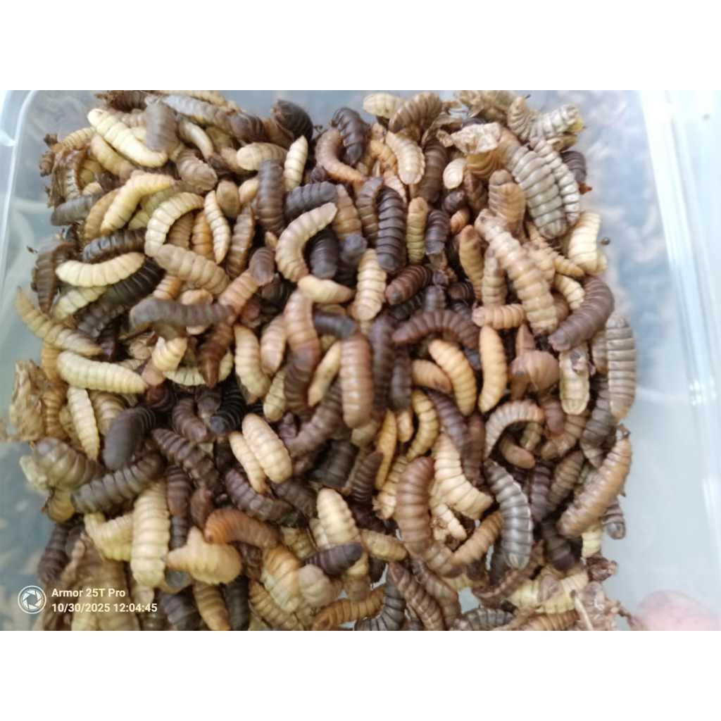 Alien product- Maggot, ulat Black Soldier (Frozen) | Shopee Malaysia