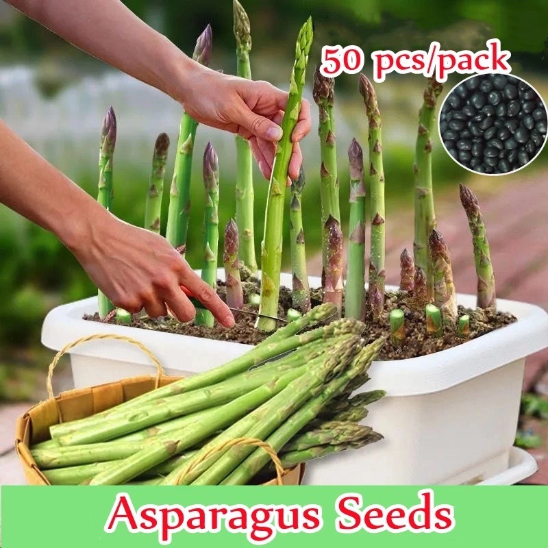 100% Original Asparagus Seeds for Planting (50 Seeds) Benih Asparagus ...