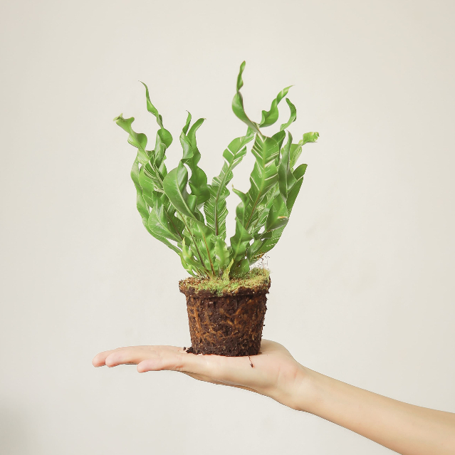 ASPLENIUM NIDUS VARIEGATED FERN (INDOOR PLANTS) | Shopee Malaysia