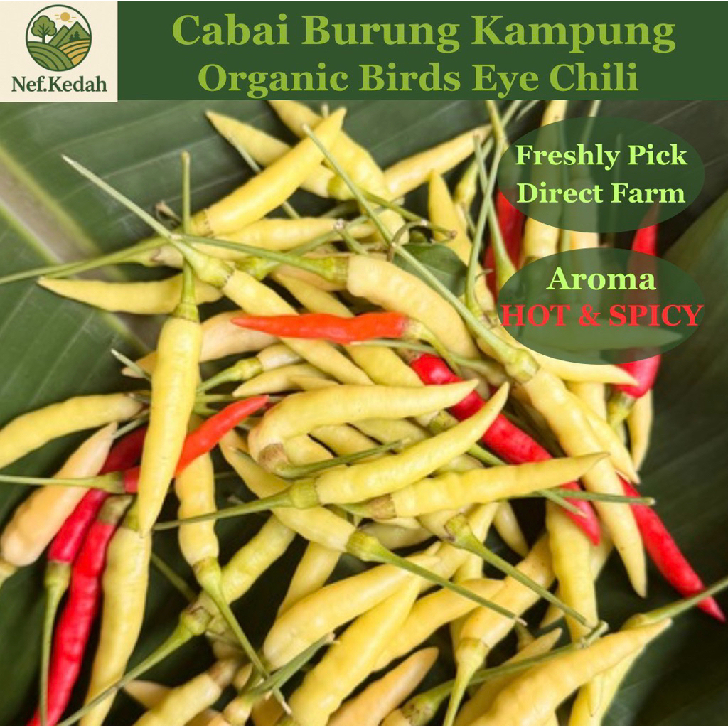 Cabai Burung Kampung Segar / Birds Eye Chili Organic / Cili Padi ...