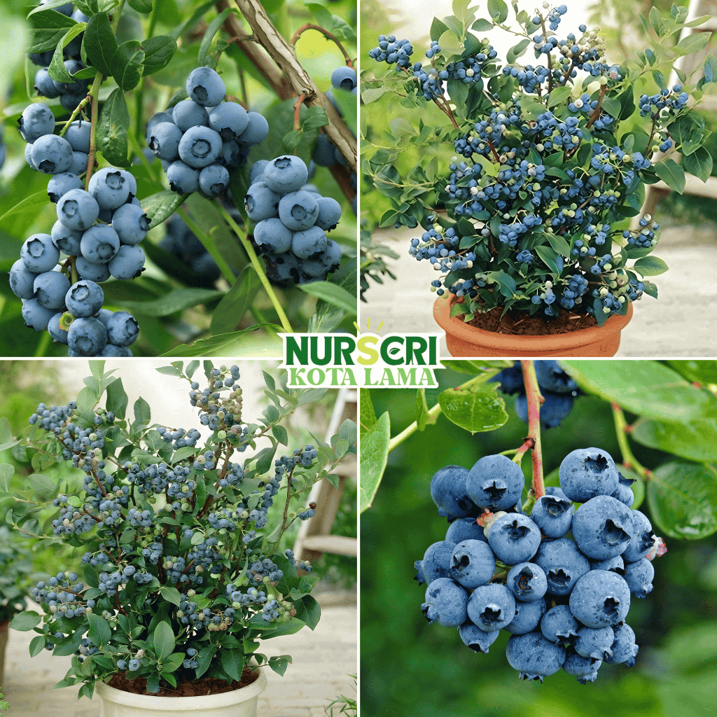 🔥RARE🔥 POKOK BLUEBERRY TAHAN PANAS (XL Got Fruit or Flower) / Low Land ...
