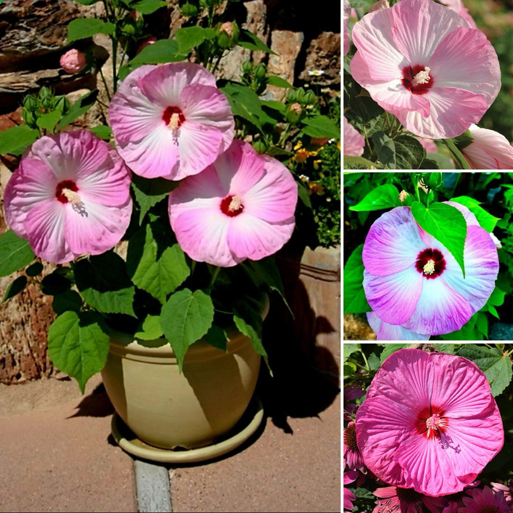 H2O - Bunga raya astro piring [colour random] hibiscus luna Live Plant ...