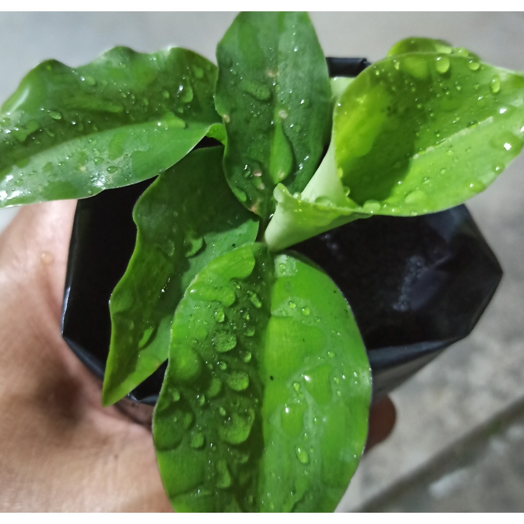 Anak Pokok Cekur Kampung / Kencur | Shopee Malaysia