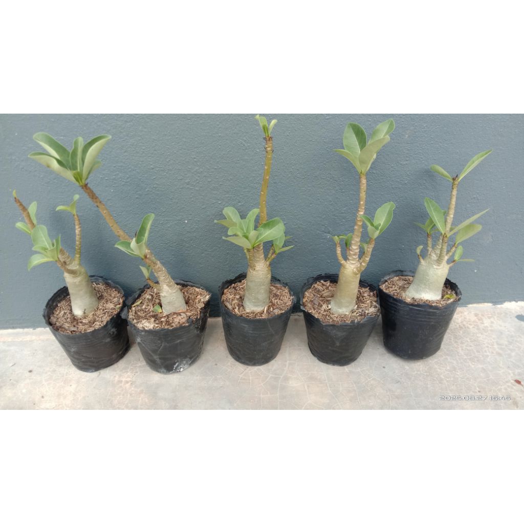 STOK BARU! adenium RCN - ANAK POKOK adenium atau kemboja cina | Shopee ...