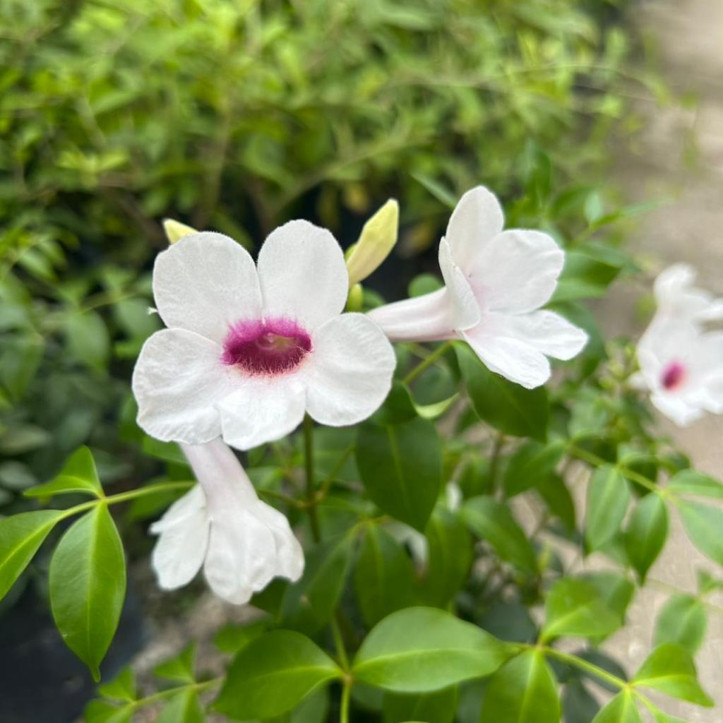 AZ-ALAMANDA WHITE PLANT | Shopee Malaysia