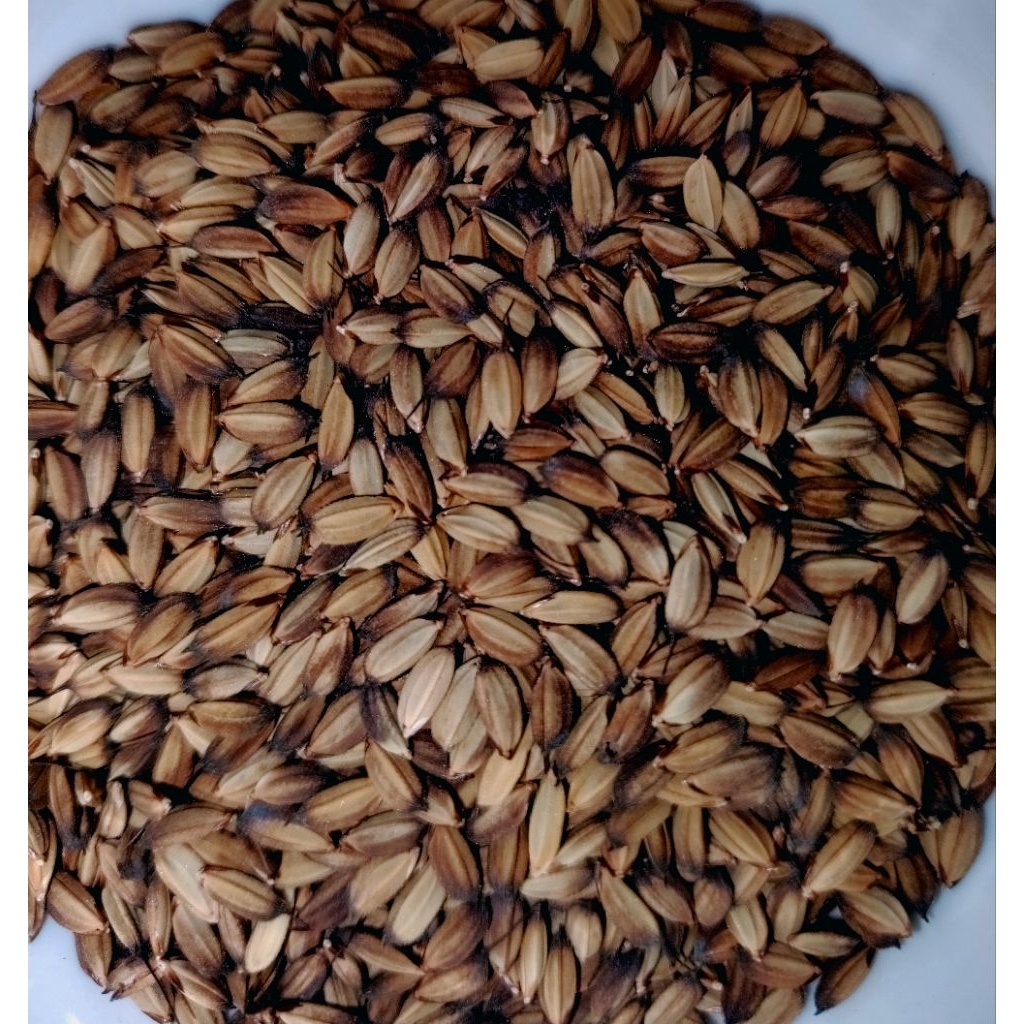 Benih PADI PULUT HITAM ( 5GM) | Shopee Malaysia