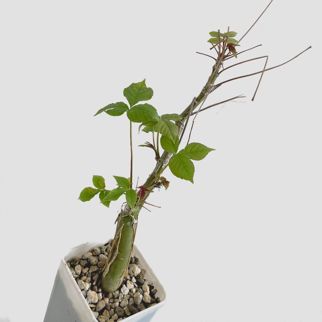 zac.culent - Commiphora unilobata 尤尼罗巴没药 (Frankincese Caudex Succulent ...
