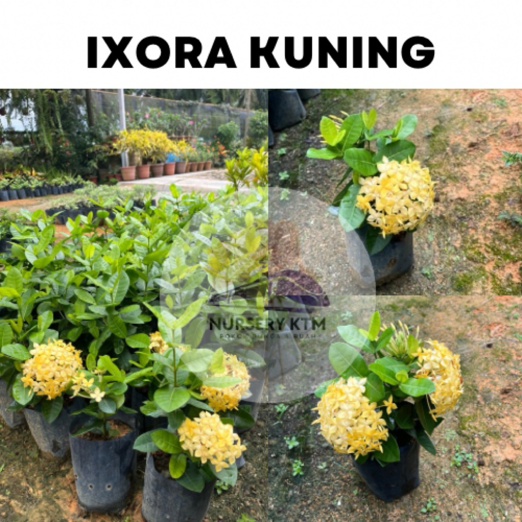 Ixora Kuning / Pokok Jejarum Kuning | Shopee Malaysia