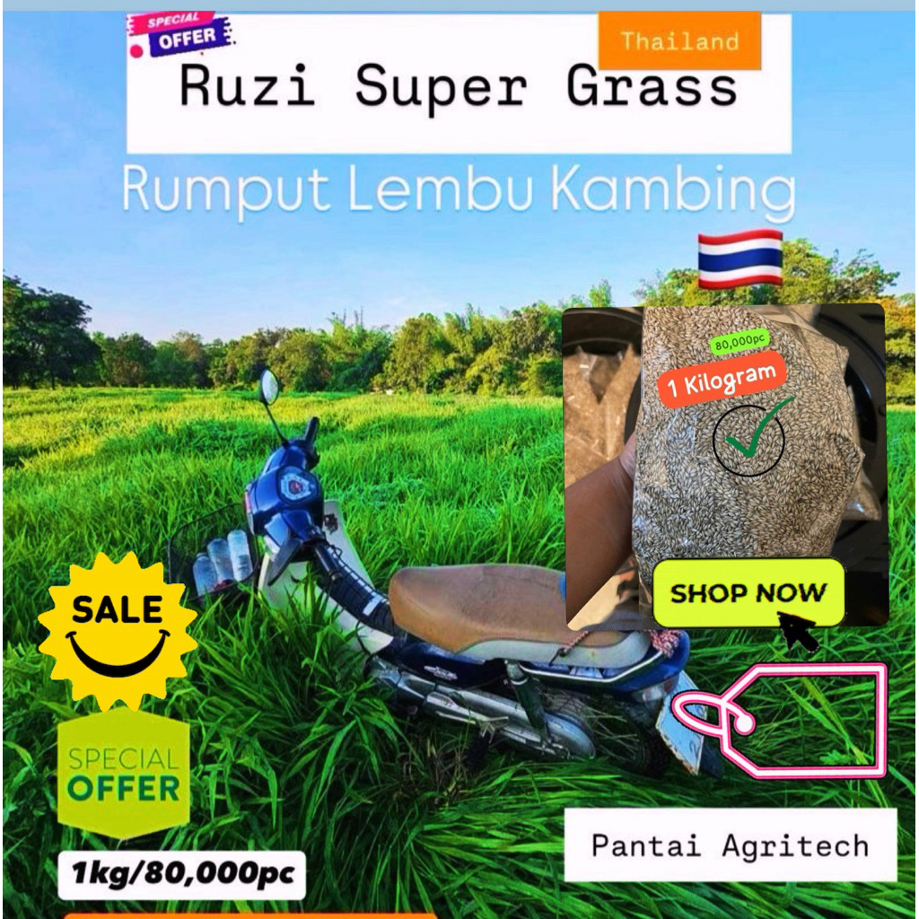 1KG Biji Benih Rumput Ruzi Grass Thai No1 Rumput m Sumber Protein Lembu ...
