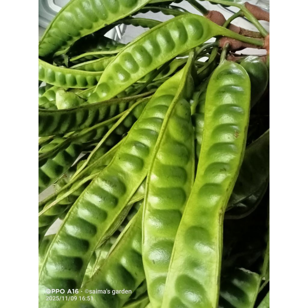petai padi fresh jelebu | Shopee Malaysia