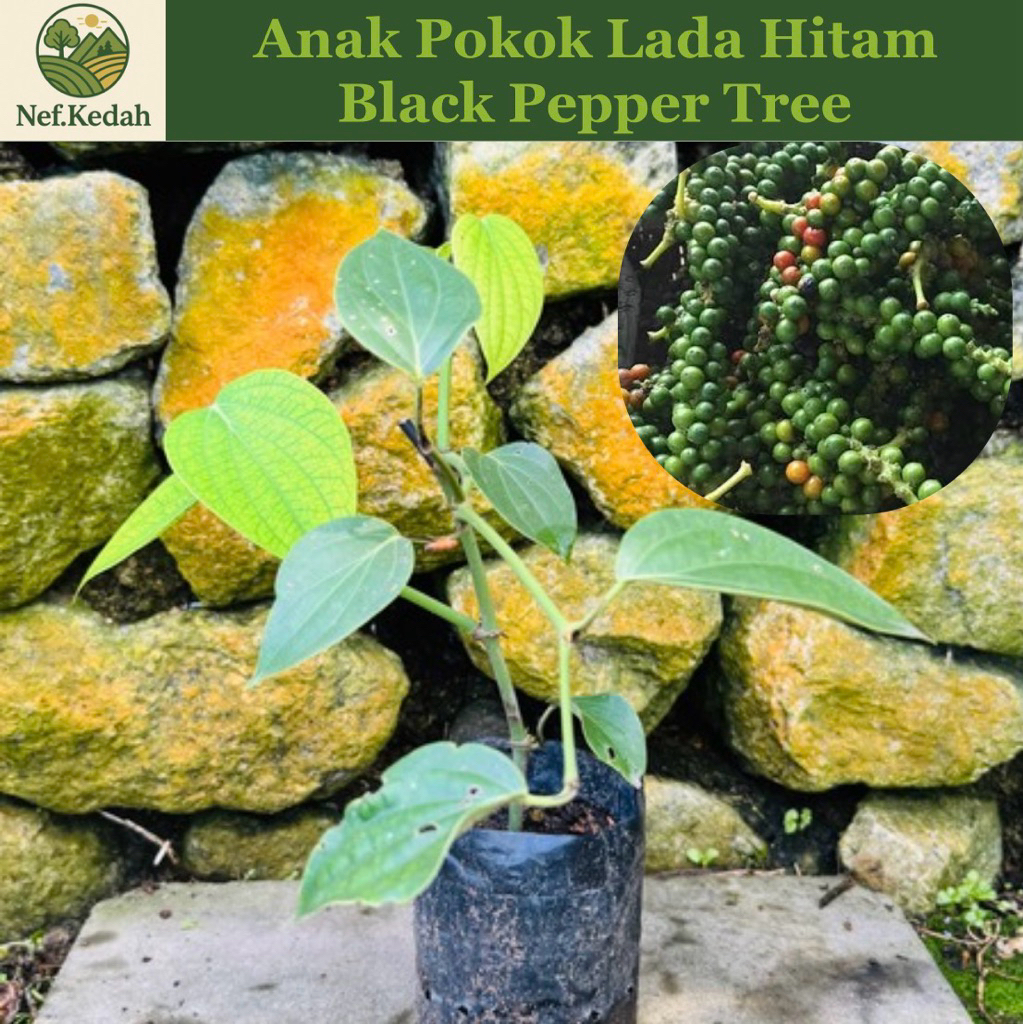 BUAH LEBAT & BESAR Anak Pokok Lada Hitam THAILAND Dalam Polybag / Black ...