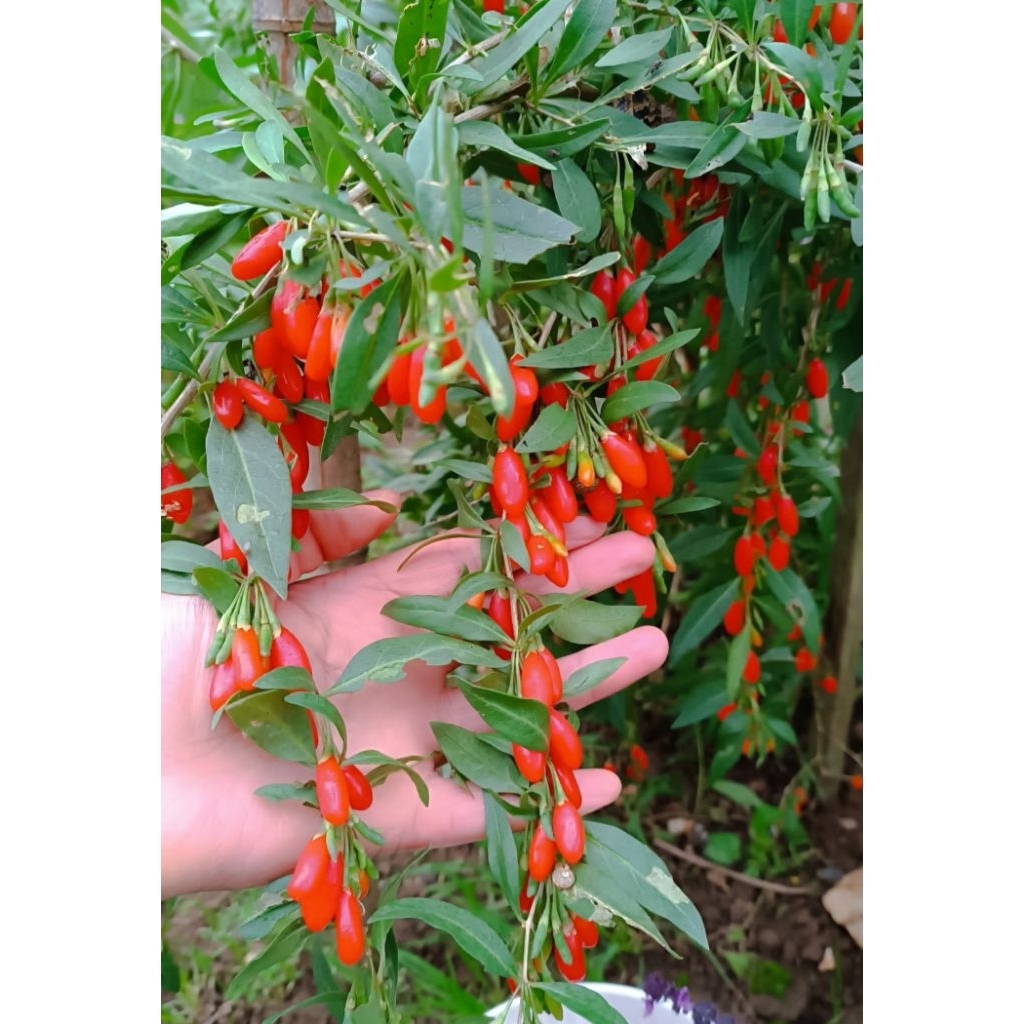 Anak pokok goji berry 杞子苗 | Shopee Malaysia