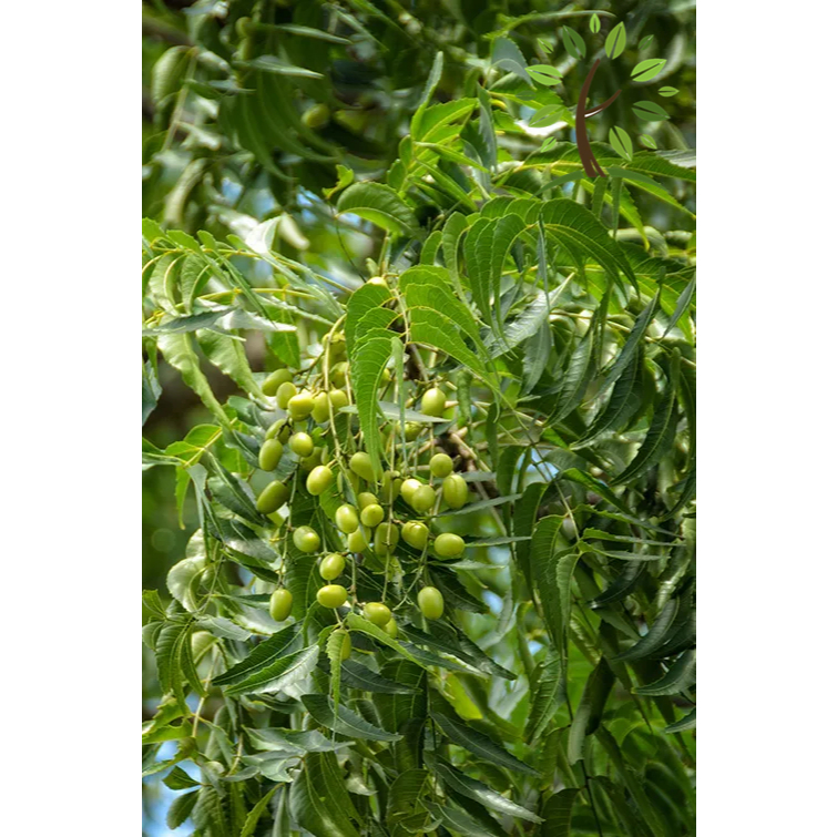 Berjaya Plant Nursery - Pokok Neem/Semambu/Azadirachta Indica(Pokok ...