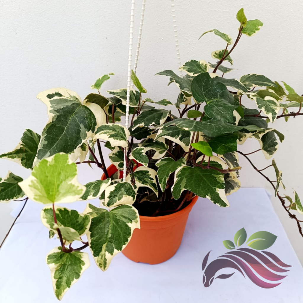 Canarian Ivy / Hedera Canariensis 'Gloire de Marengo' / Algerian Ivy ...
