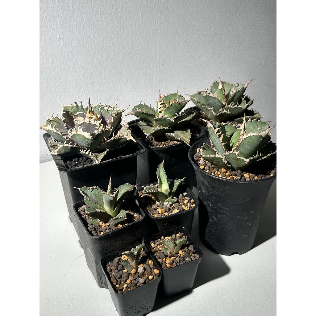 [Toppup & OCpup] Agave Titanota 'Red Lion' /'King Kong' 【顶芽】 红狮/金刚 ...