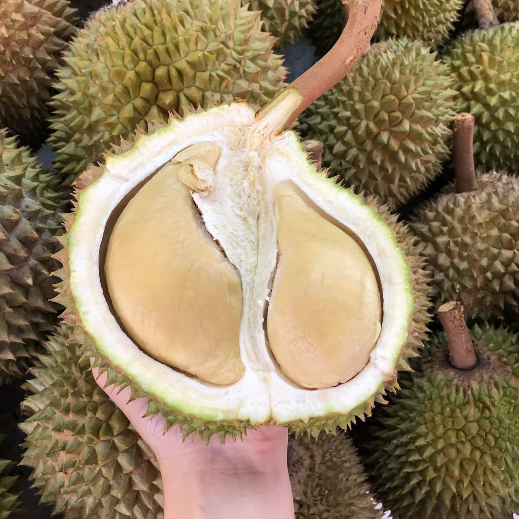 Anak Pokok Durian Kasap Merah D211 | Shopee Malaysia