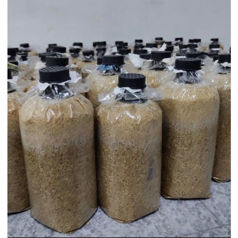 Bongkah Cendawan Sisir Berasaskan Kenaf (Siap Ada Benih) | Shopee Malaysia