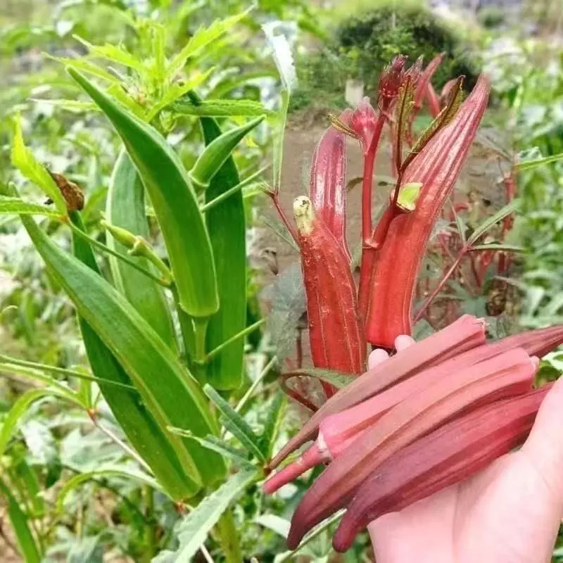 30 pcs Benih Bendi Hijau Merah/Red Green Okra Lady Fingers 红秋葵种子 羊角豆种子 ...