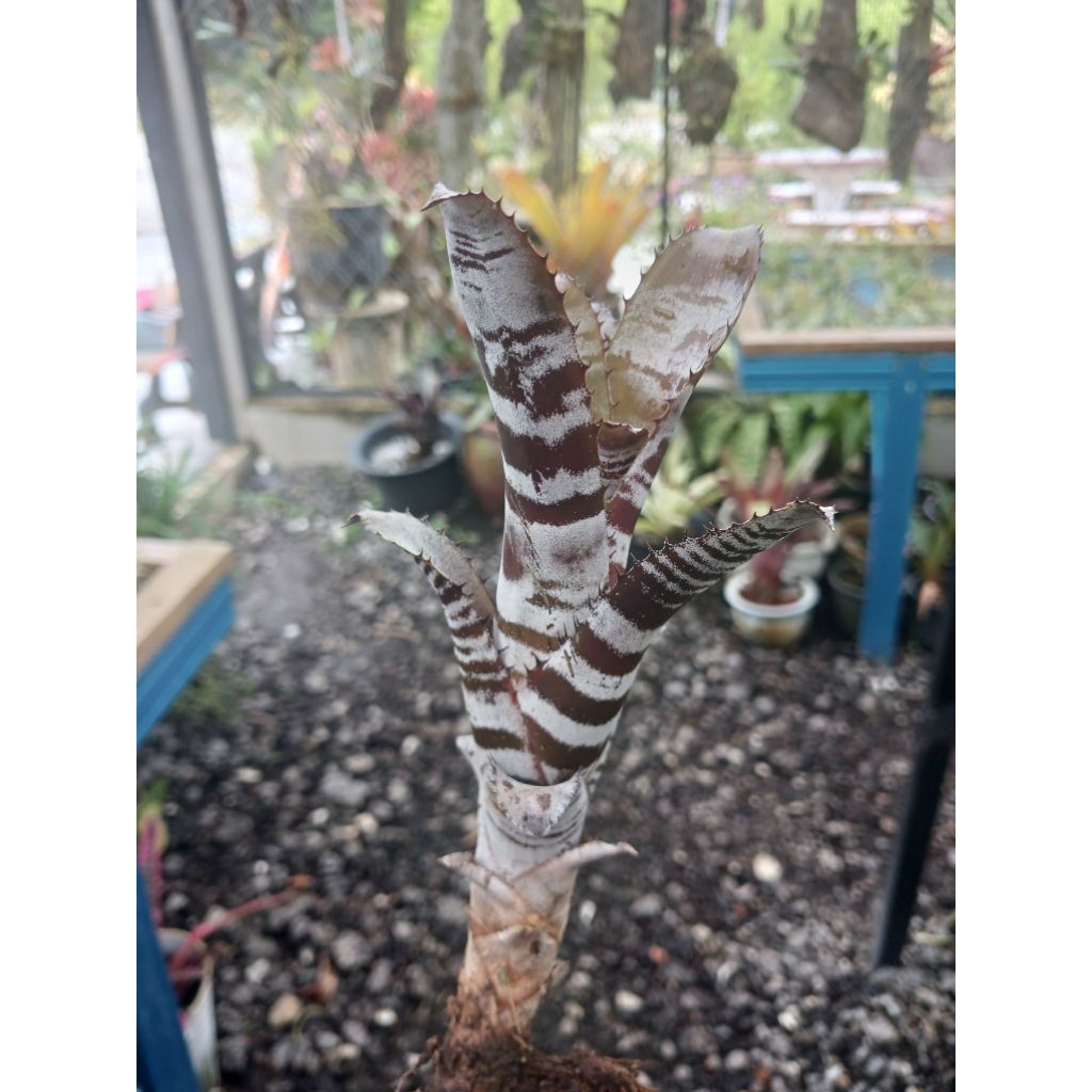 plant-bromeliad chantini black | Shopee Malaysia